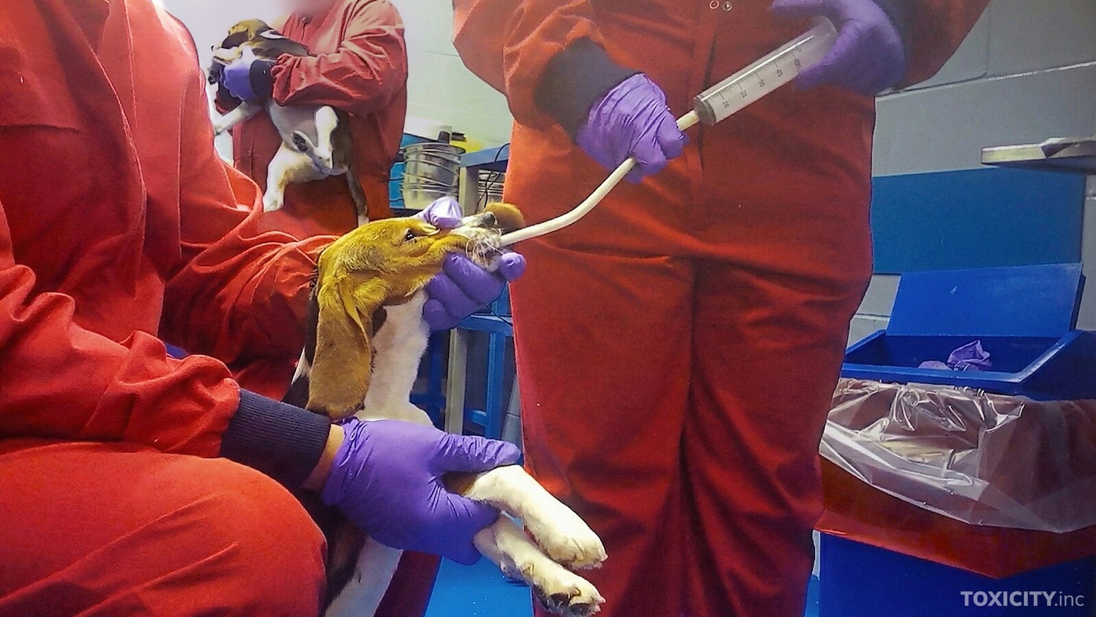 Zo wordt getest of een stof in uw medicijn giftig is: GAIA deelt ...