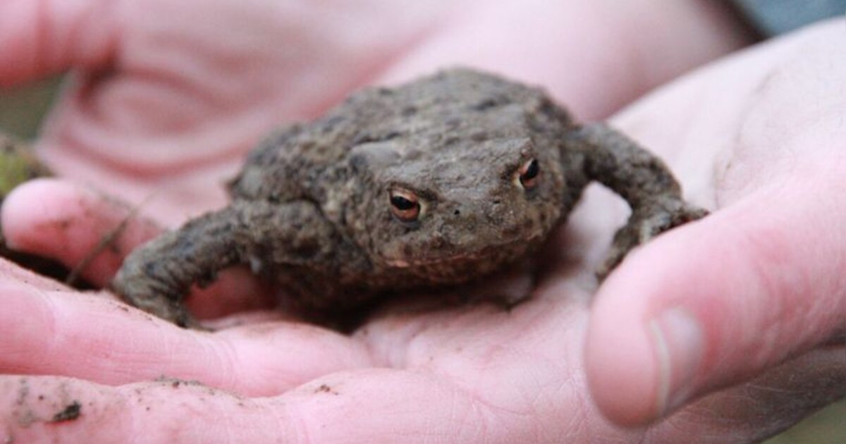 Succesvolle paddenoverzet in Bonheiden: duizenden amfibieën veilig naar overkant van de straat ...