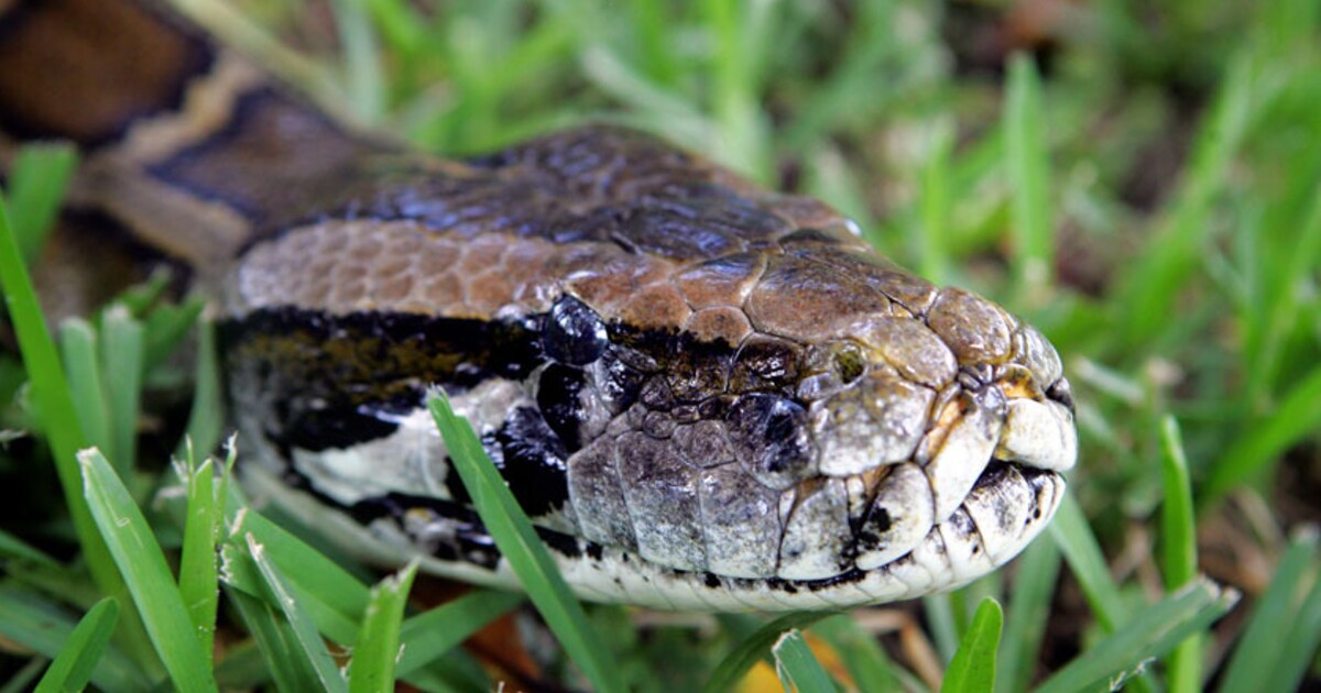 Python zet tanden in meisje | Bizar | hln.be