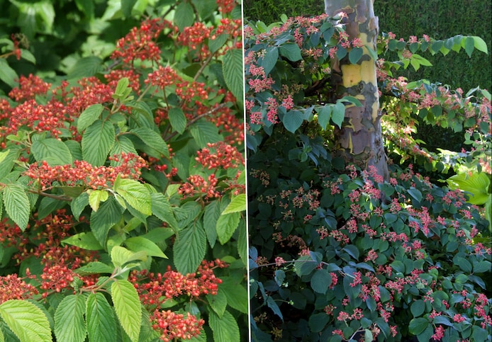 “Deze inheemse plant is ijzersterk en doet het goed op zowat elke niet ...