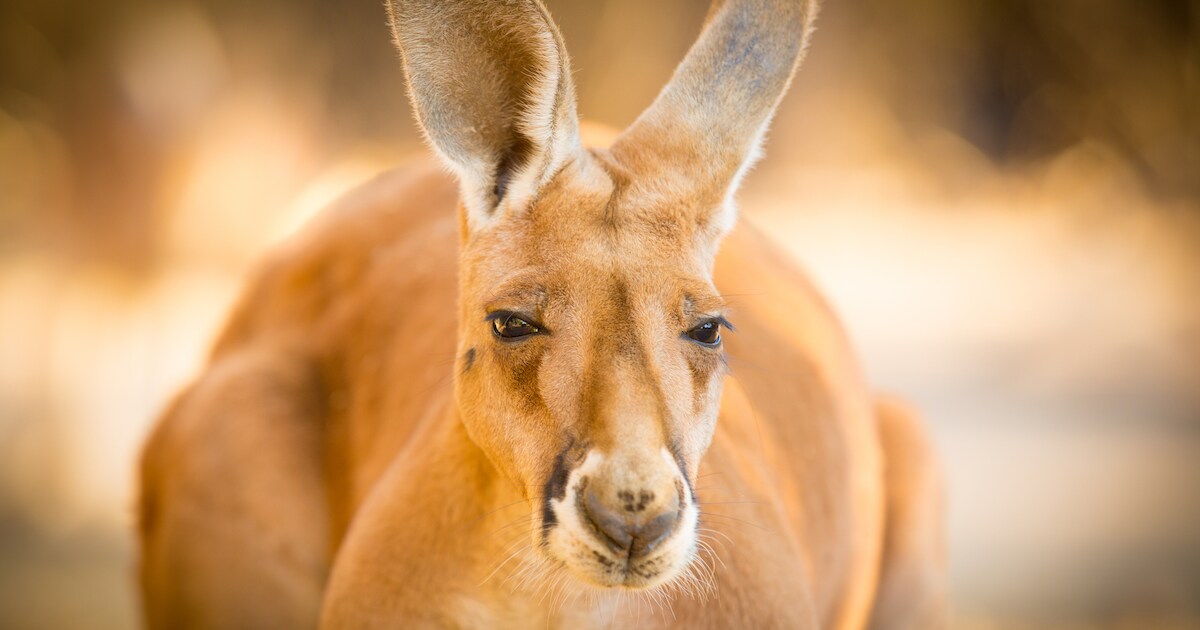 Studie: “Kangoeroes kunnen met mensen communiceren” | Dieren | HLN.be