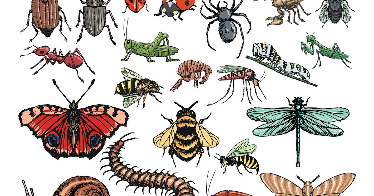 Daarom zijn zoveel mensen bang voor insecten | Gezond & Gelukkig | HLN.be