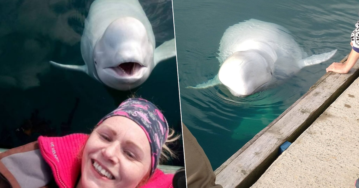 Russische ‘spionwalvis’ Hvaldimir dood teruggevonden voor Noorse kust ...