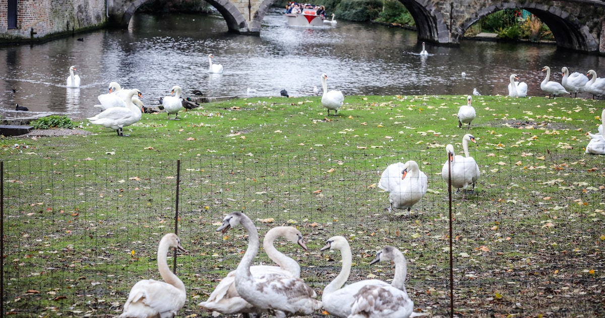Zes nieuwe, jonge zwanen moeten Brugse populatie na negen dode vogels ...