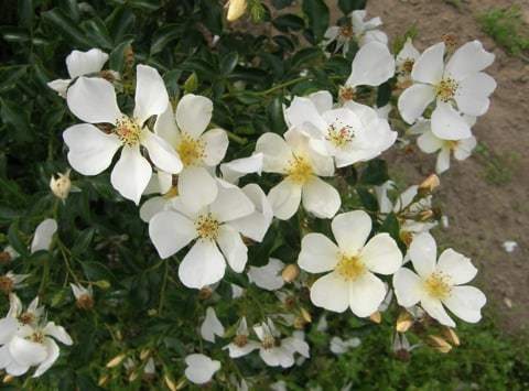 Plantentuin Meise organiseert eerste Rozenfestival op 13 en 14 juni ...
