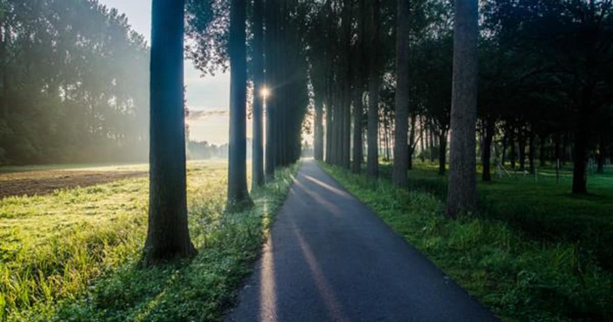 Ontdek de voorjaarsbloeiers tijdens een begeleide wandeling in domein ...