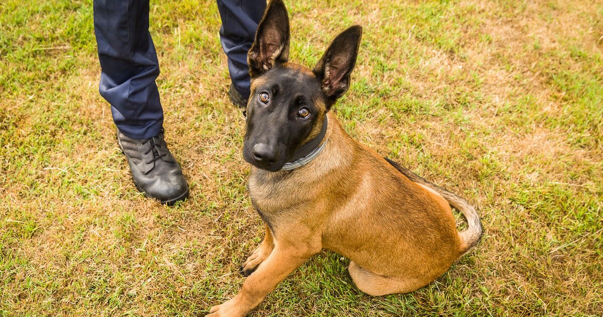 Zo leert Wolf de kneepjes van het vak | Regio | HLN.be