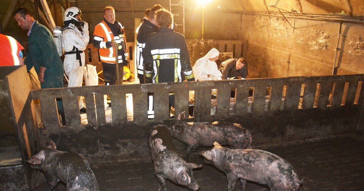 Brandweer redt varkens uit beerput | Hooglede | hln.be