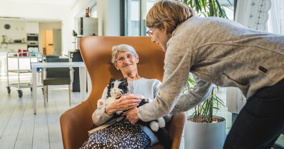 Gents rusthuis heeft cavia, konijn en... twee robotkatten: “Ze spinnen ...