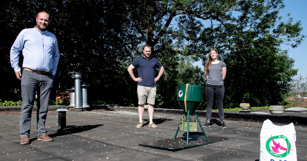 Daling stadsduivenpopulatie in Zele: project met ‘duivenpil’ wordt ...