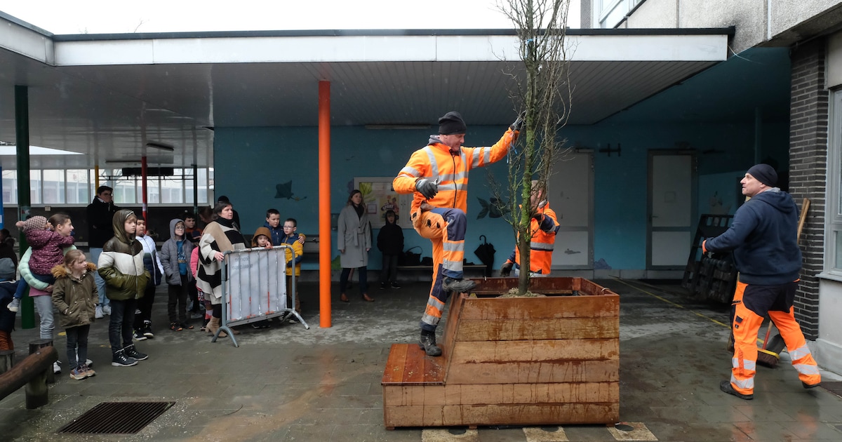 Eerste boom voor nieuwe speeloase in ’t Kompas: “Leerlingen mochten ...