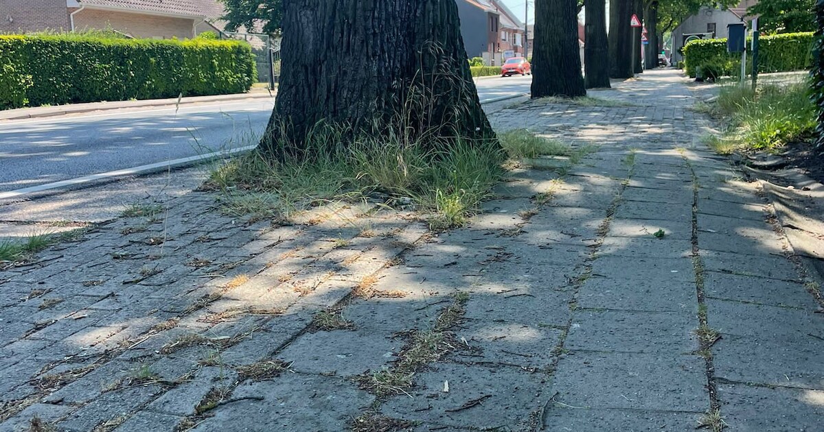 Deel voetpad Kalmthoutsesteenweg wordt heraangelegd | Essen | hln.be