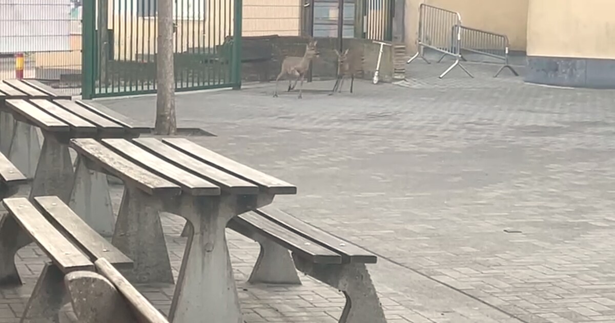KIJK. Twee reetjes huppelen over de speelplaats bij Stedelijke ...