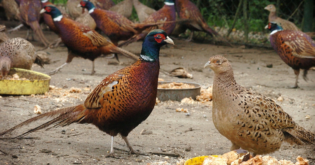 Man (71) voor rechter na kweken fazanten om op te eten: “Hij deed dat ...