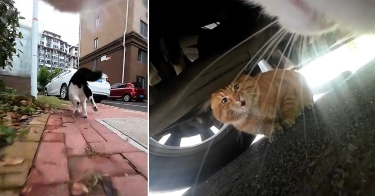 KIJK. Kat Maxwell terroriseert zijn soortgenoten en scoort miljoenen ...