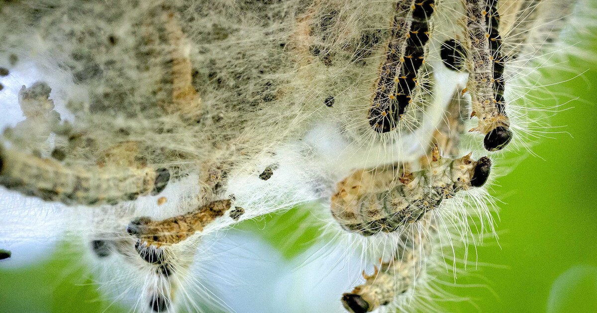 Gemeente gaat processierups preventief bestrijden | Brasschaat | HLN.be