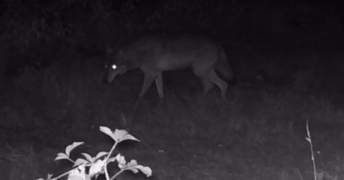 Welkom Wolf ziet aanval op 11 schapen en 4 alpaca's in Oudsbergen als ...