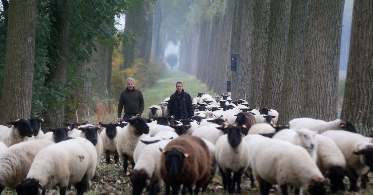 Brugge zoekt...schapenherder voor hooiland in Sint-Pieters | Brugge ...