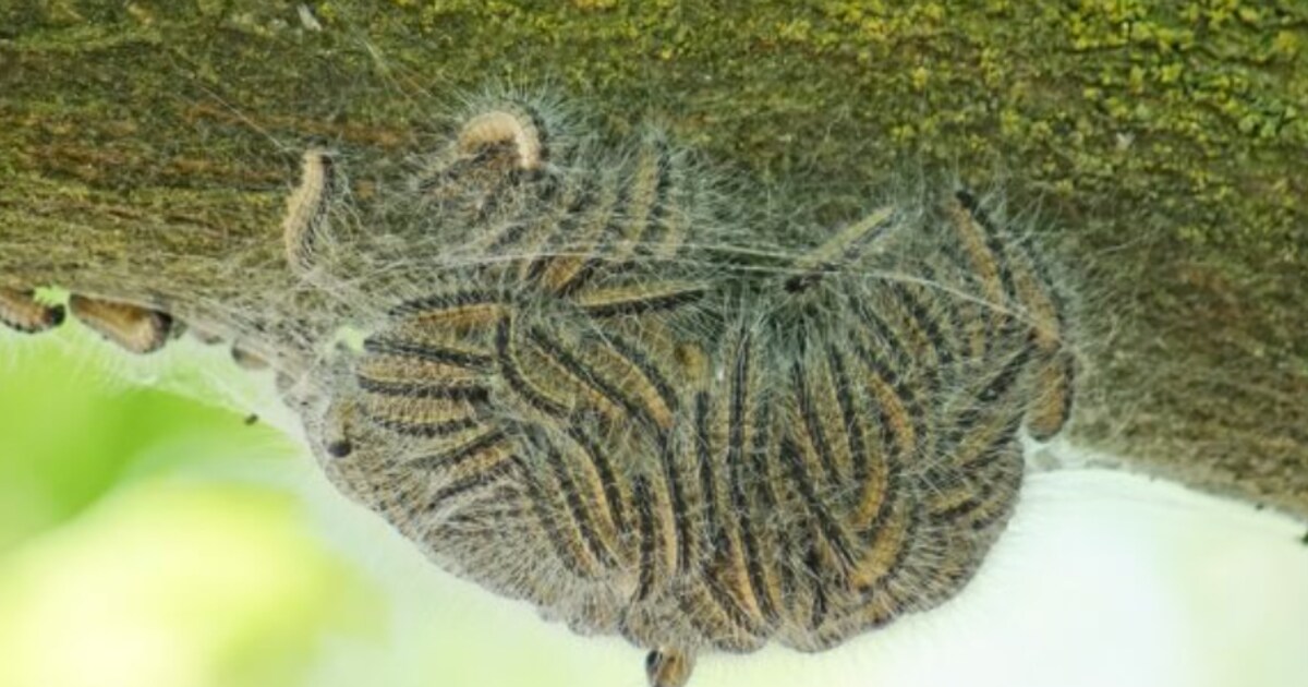 Gemeente Pelt doet dit jaar geen preventieve verdelging van eikenprocessierupsen | Pelt | hln.be