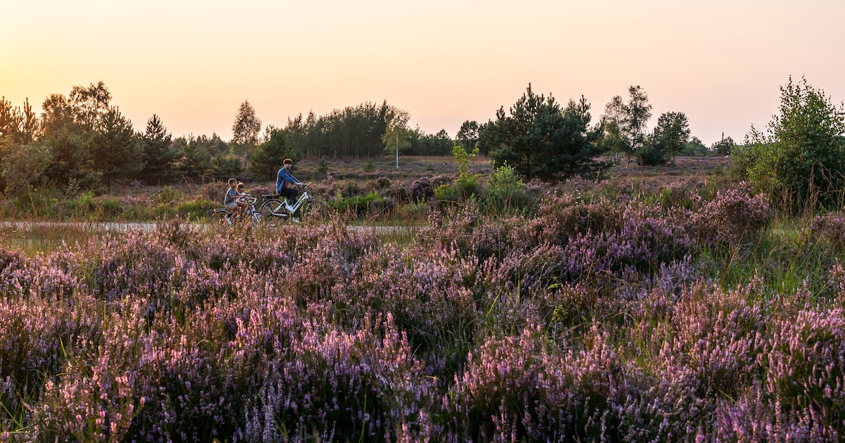 Geniet van paarse schoonheid met de fiets in de Mechelse Heide ...