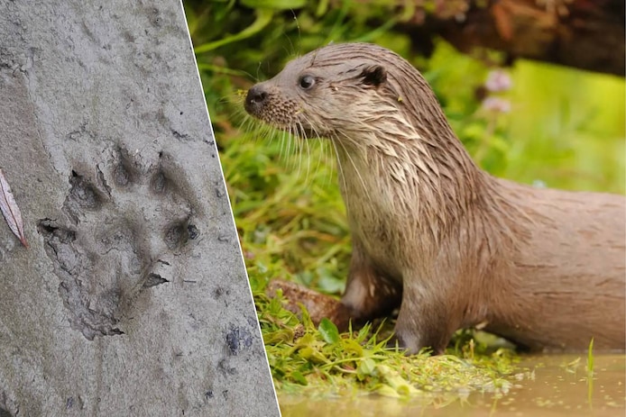 Nu ook zeldzame otter gesignaleerd aan de Maas in Limburg: “De wolf van ...