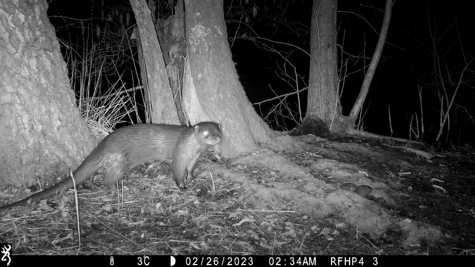Spotten we binnenkort terug otters tijdens wandelingen? “Comeback van ...