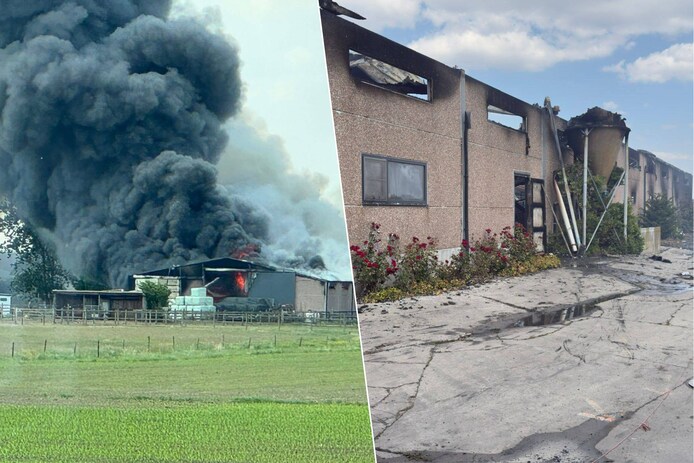 Zes waardevolle renpaarden overleden bij stalbrand in Sleidinge | Evergem | hln.be