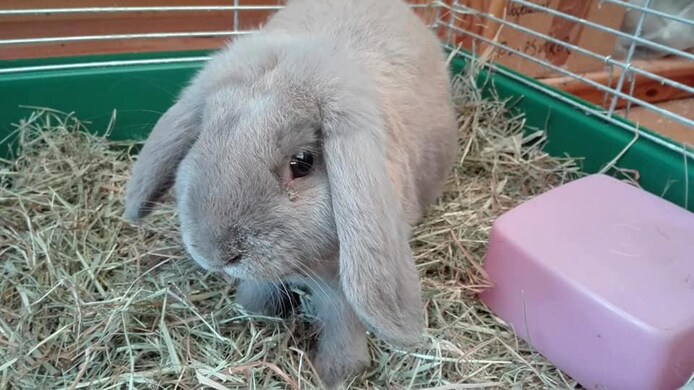 VOC brengt schattig babyvosje met papfles groot | Gent | hln.be