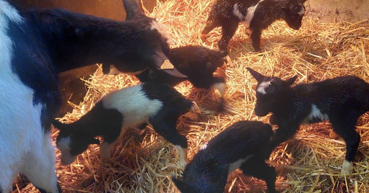 Geit zet 5 lammetjes op de wereld: “En dat is heel uitzonderlijk ...