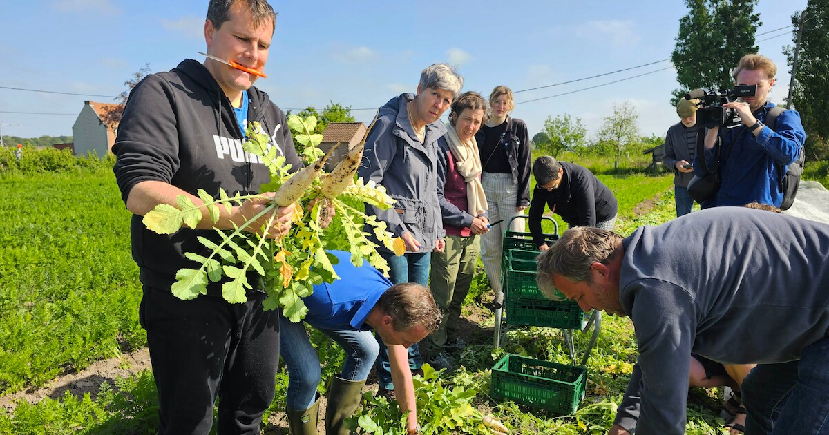 Bioboerderij Busschots schenkt deel van de oogst aan het goede doel ...