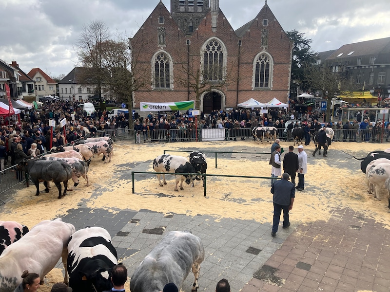 Na spannende weken toch groen licht voor Vette Veemarkt in Zomergem ...