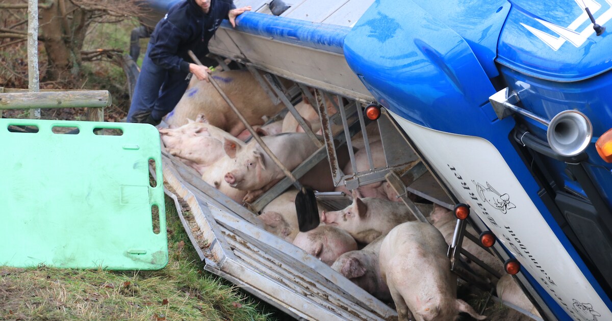Varkenstransport sukkelt in de gracht: 40-tal dieren overleven het niet | Ruiselede | hln.be