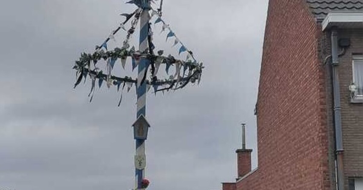Meiboom geplaatst in Herdersem | Aalst | HLN.be