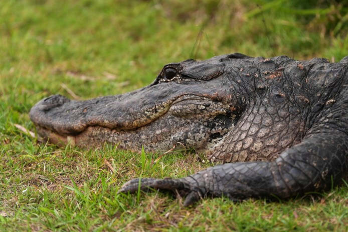 Florida bouwt detentiecentrum voor migranten in het midden van een ...