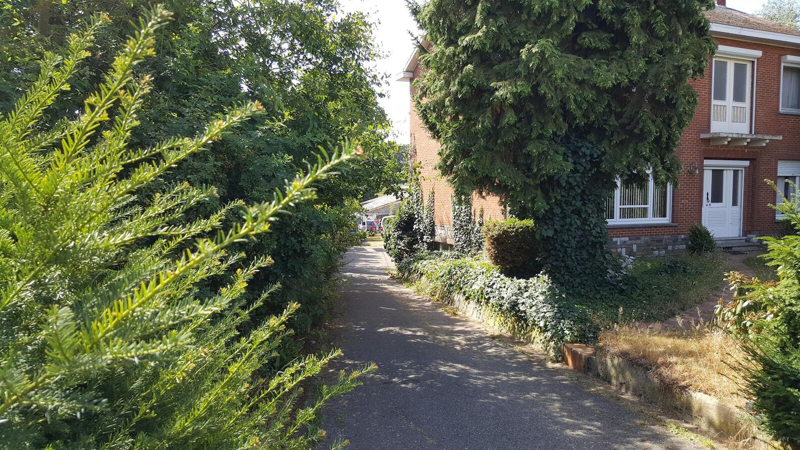 Cannabisplantage in varkensstal opgerold | Foto | hln.be