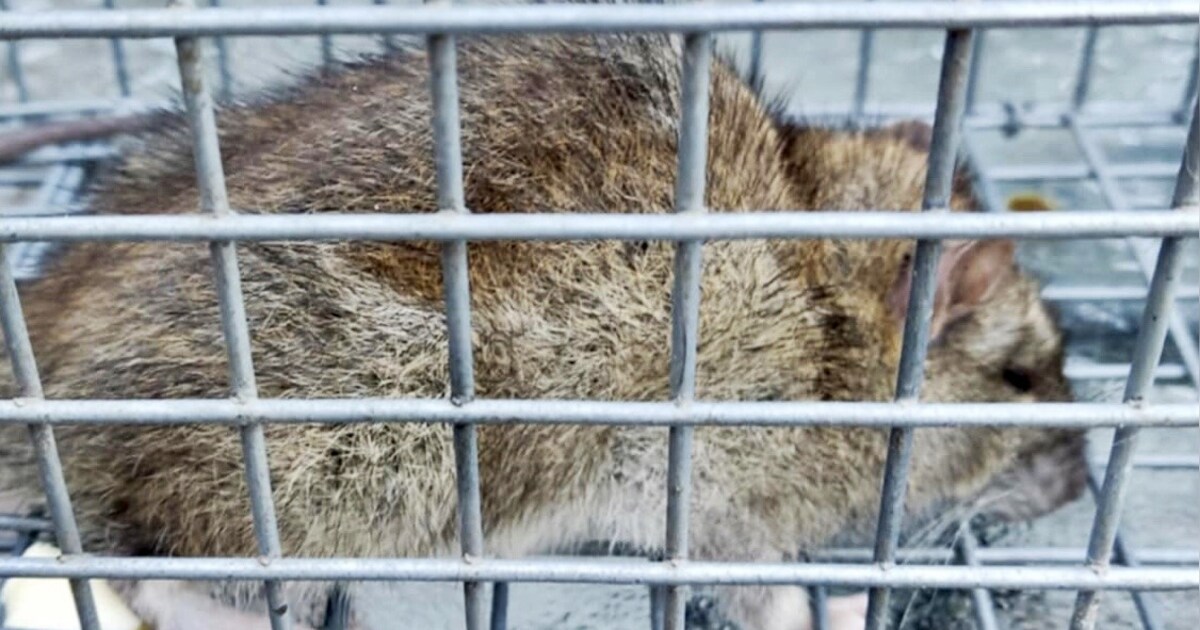 Rattenplaag zorgt voor veel overlast | Lanaken | HLN.be