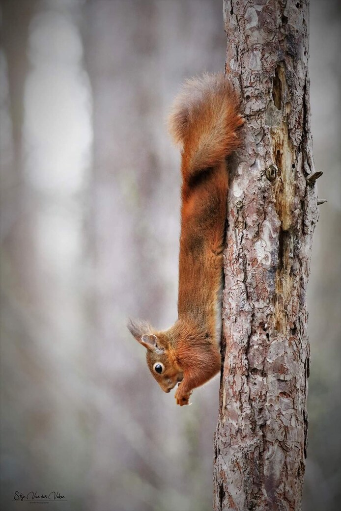 Lokale natuurfotograaf geselecteerd voor fotowedstrijd National ...