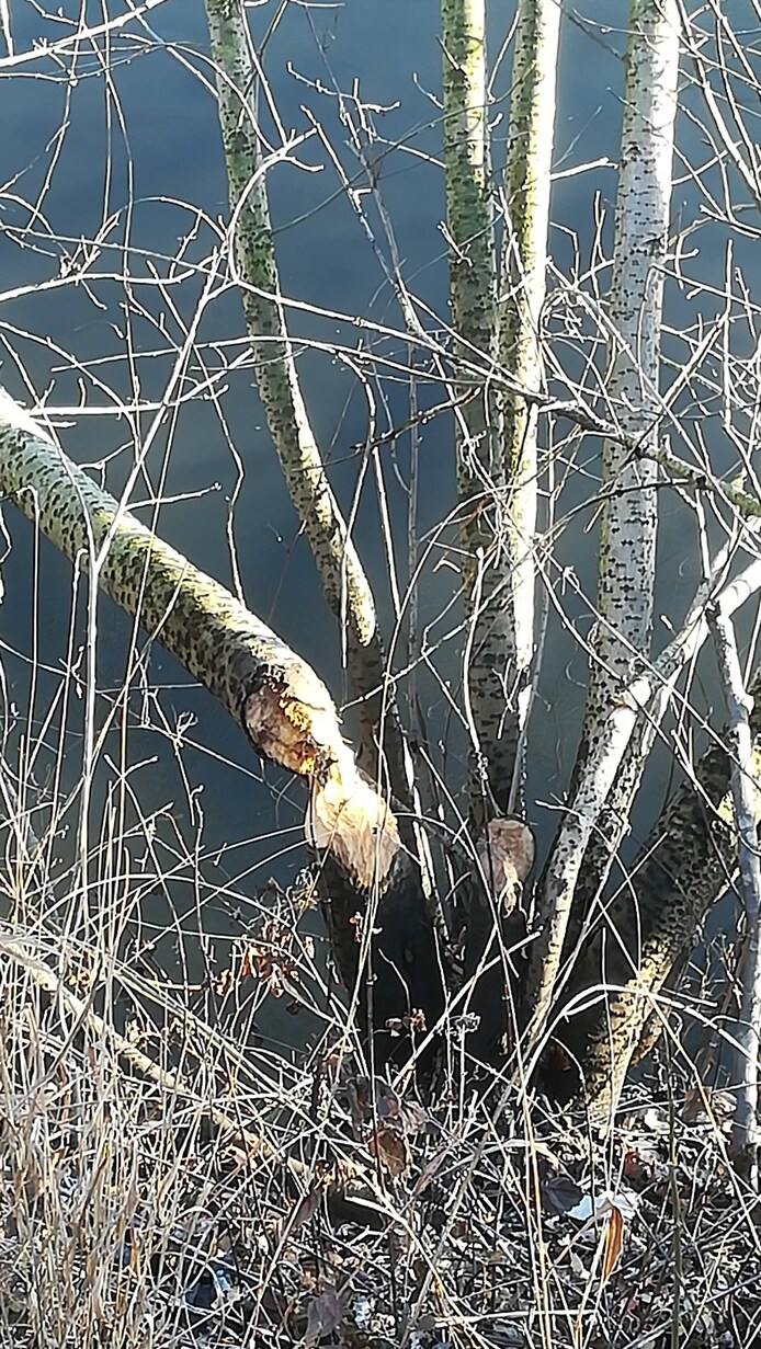 Onderhoudswerken Vogelzangvijver bedreigen bever, maar zijn burcht is ...