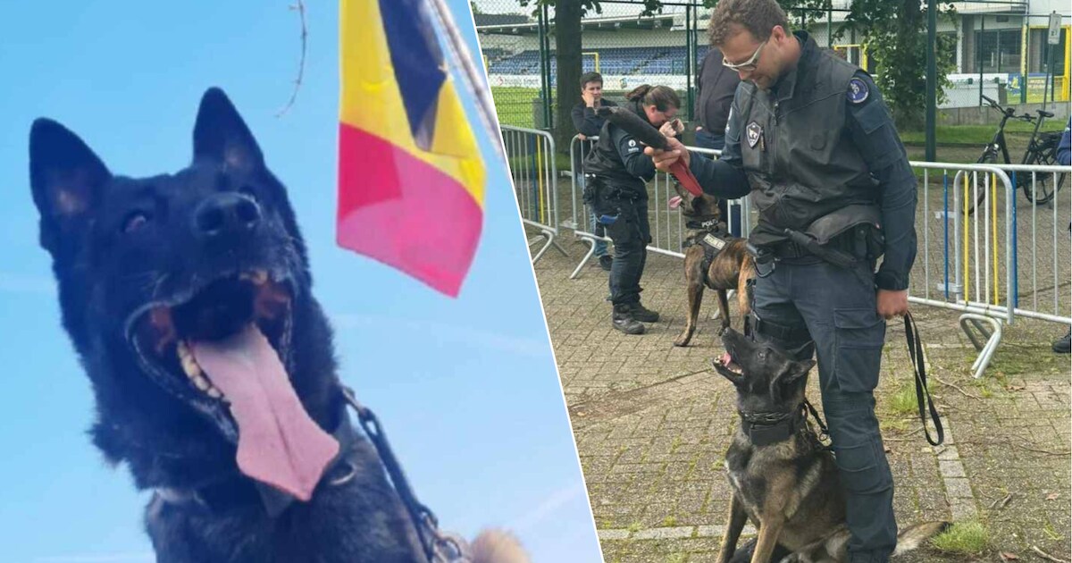 Patrouillehond Rex haalde ooit dief uit rioleringsbuis, maar is nu ...