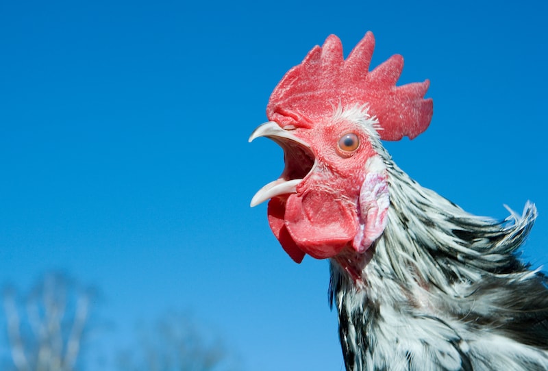 Wat als een kraaiende haan je slaaprust verstoort? “Regels in bebouwde ...