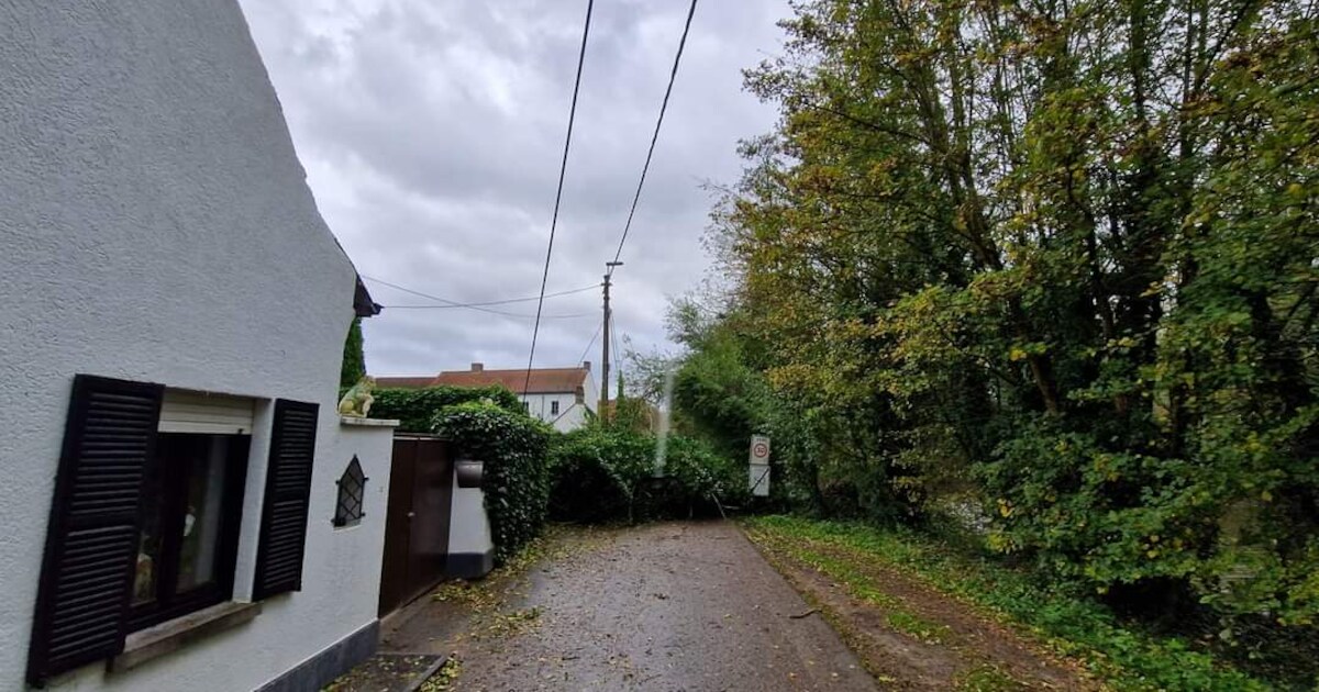 Wegen afgesloten door omgevallen bomen | Zwalm | HLN.be