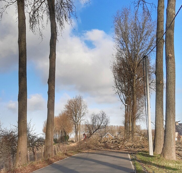 41 populieren gerooid in Hollekenstraat uit veiligheidsoverwegingen ...