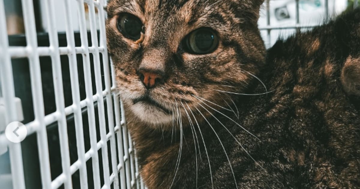 Dierenasiel in Gent haalt 18 verwaarloosde katten en hond weg bij één ...