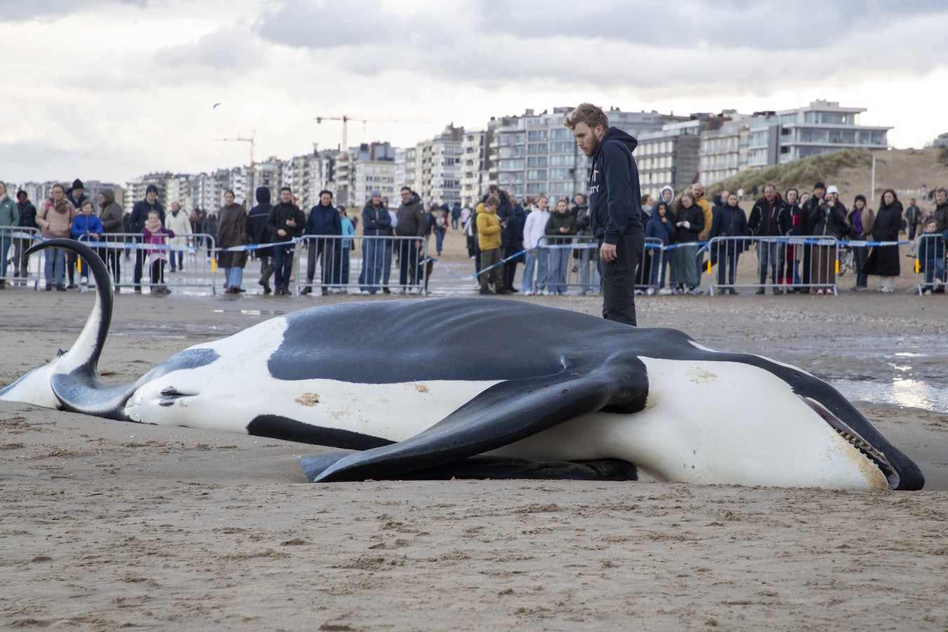Koksijde en De Panne ruziën om skelet van aangespoelde orka: “Mocht hij ...