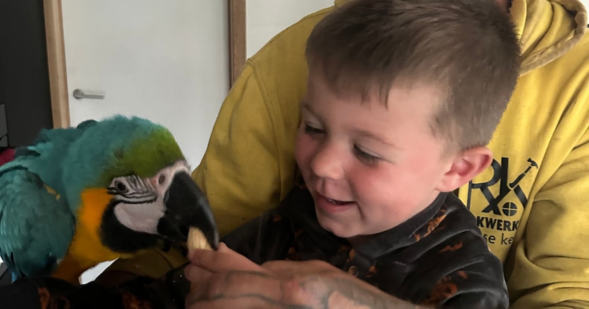 Vermiste papegaai Zazu is terug thuis bij zijn gezin in Kortemark: “We ...