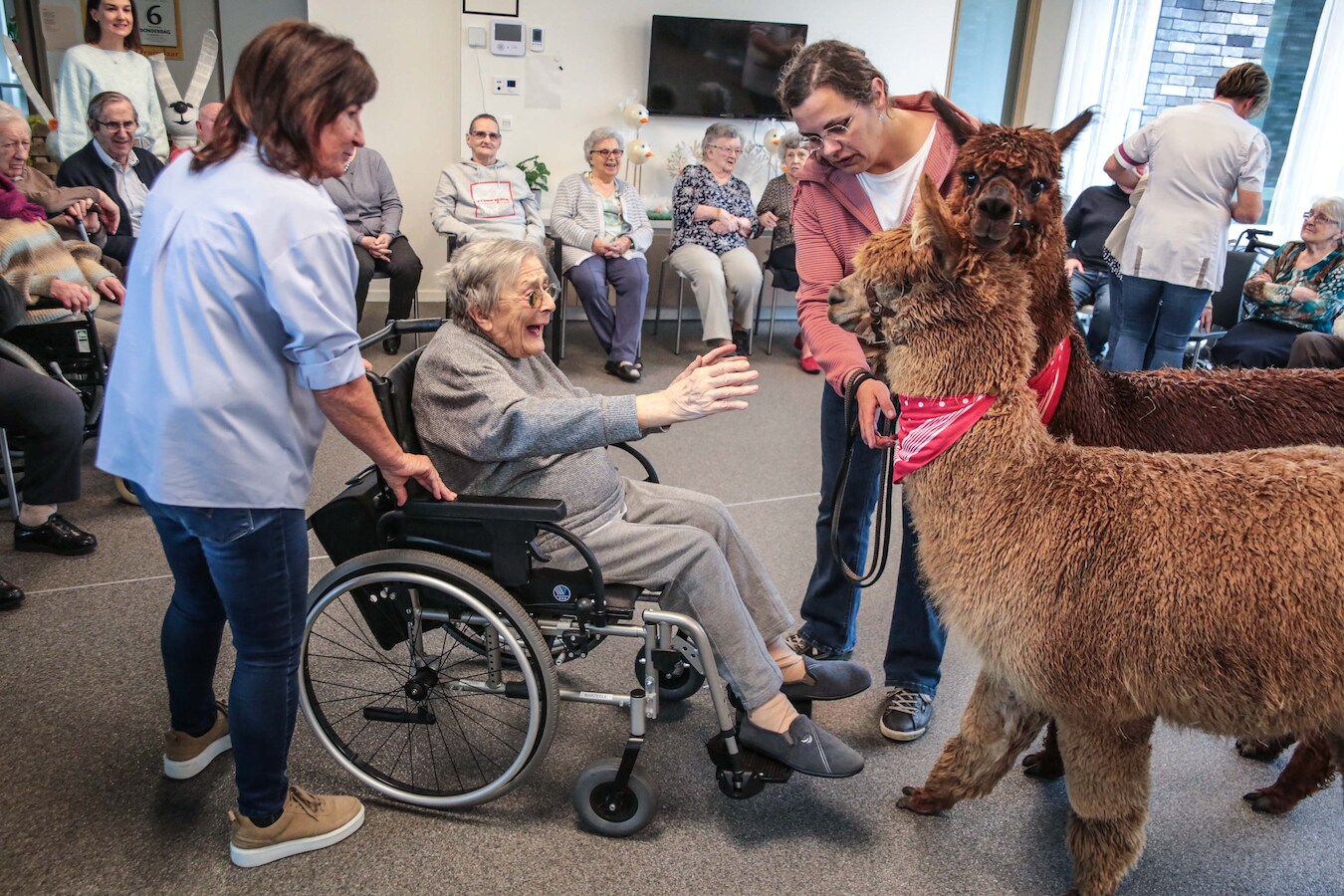 IN BEELD Alpaca’s brengen bezoekje aan wzc De Vlinder: “Zo zacht, zeg ...