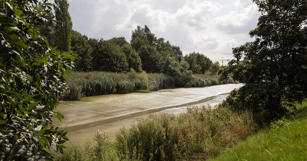 Komt er een zomer zonder knijten? “Voortaan 2 keer per week extra water ...