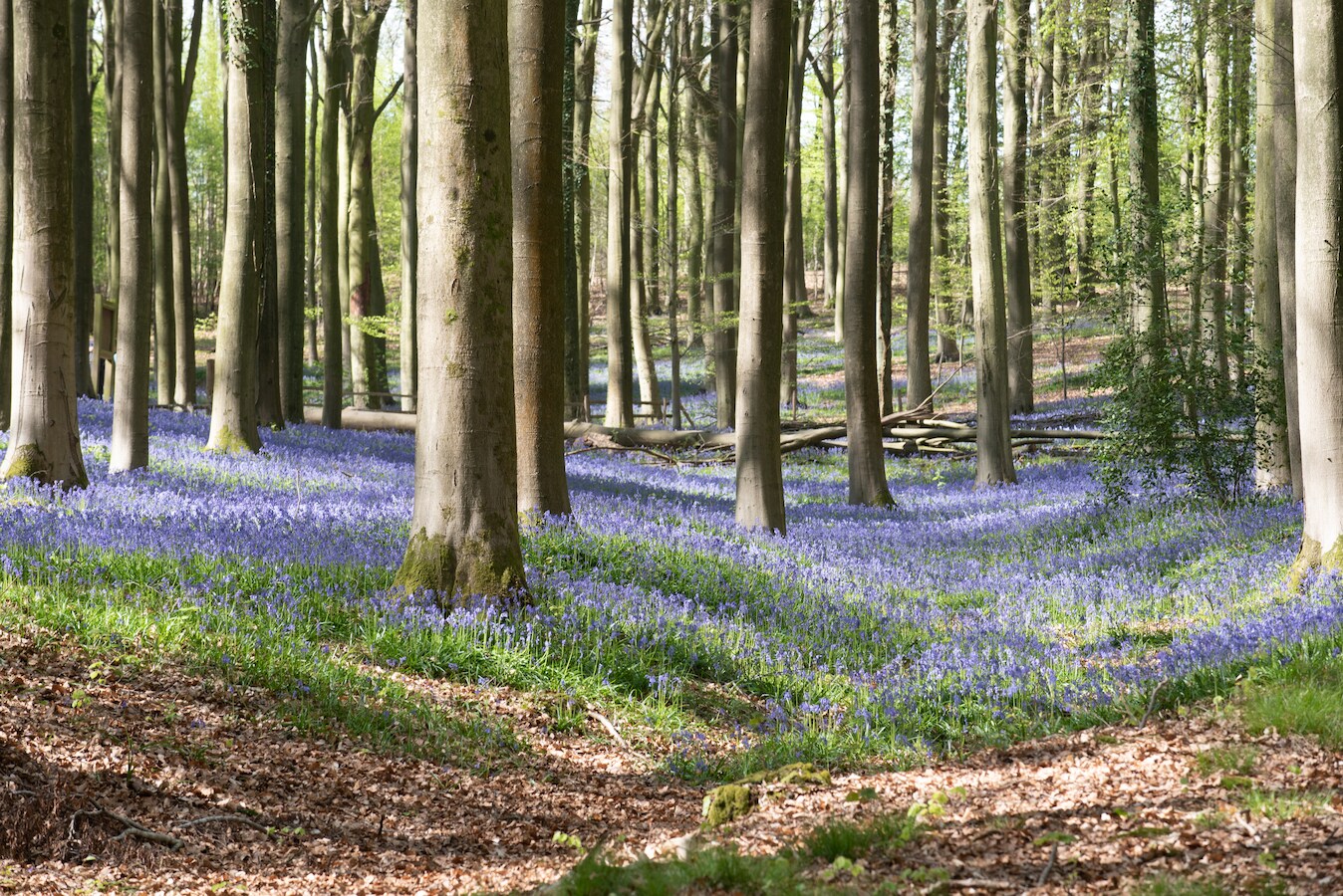 Van een wandeling tussen de boshyacinten tot een optreden van Mama’s ...