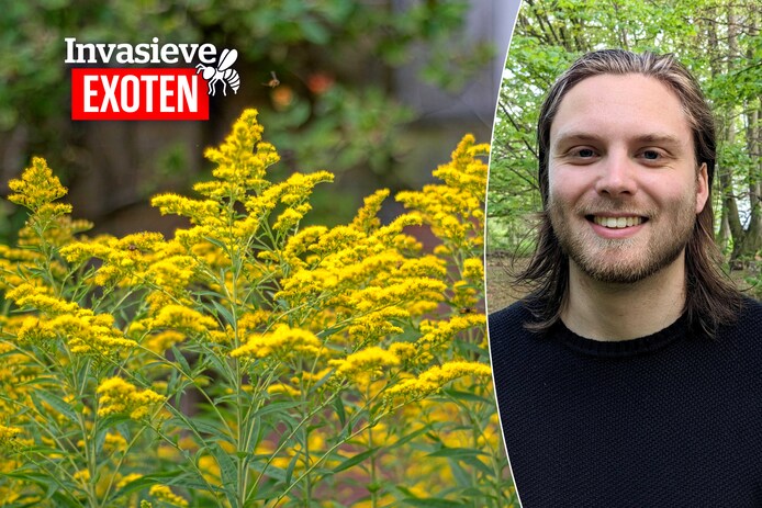 “Ze hebben een zeer groot deel van België veroverd”: zo herken én ...
