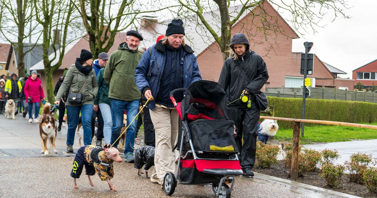Viervoeters en hun baasjes wandelen ten voordele van dierenasiel ...
